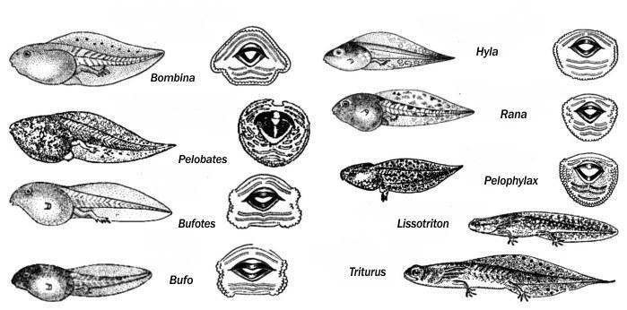 IV. Amphibia sensu lato-12. Батрахофауна Харківської області (крім ...