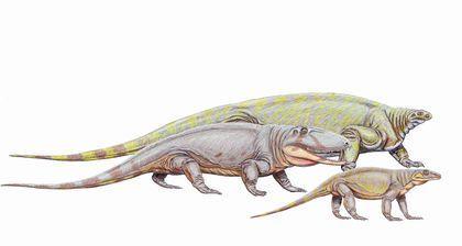 V. Reptilia sensu lato-01. Історія рептилій. Філа Synapsida | Лекторий ...