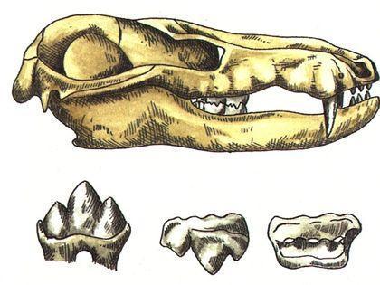 V. Reptilia sensu lato-01. Історія рептилій. Філа Synapsida | Лекторий ...