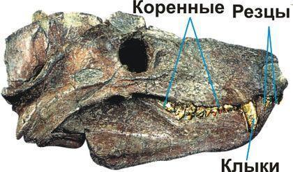 V. Reptilia sensu lato-01. Історія рептилій. Філа Synapsida | Лекторий ...
