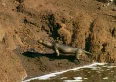 V. Reptilia sensu lato-01. Історія рептилій. Філа Synapsida | Лекторий ...