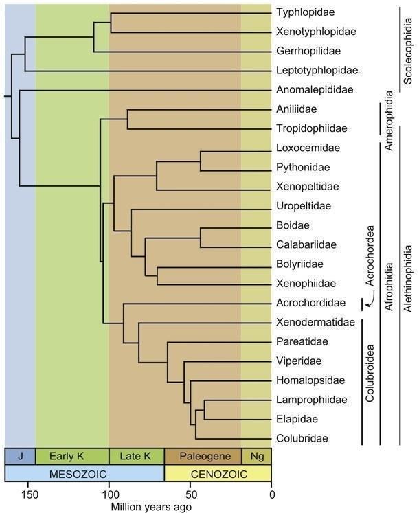 VI. Разнообразие рептилий-14. Ophidia (I): Scolecophidia и Henophidia ...