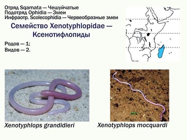 VI. Разнообразие рептилий-14. Ophidia (I): Scolecophidia и Henophidia (до Loxocemidae ...
