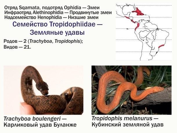 VI. Разнообразие рептилий-14. Ophidia (I): Scolecophidia и Henophidia ...