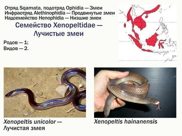 V. Reptilia sensu lato-06. Squamata-III. Scolecophidia та Henophidia ...