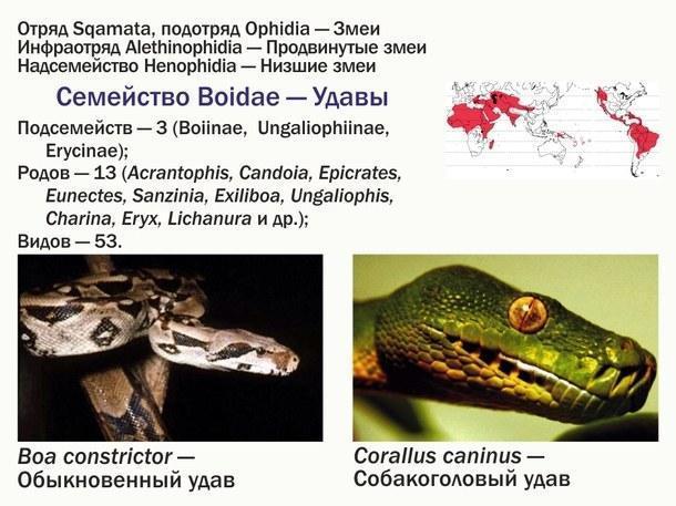 V. Reptilia sensu lato-06. Squamata-III. Scolecophidia та Henophidia ...