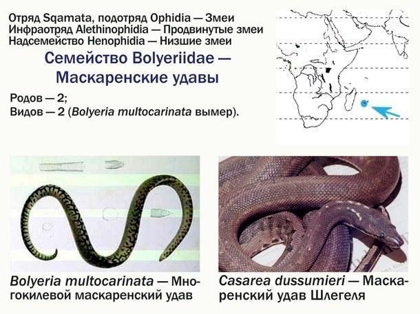 V. Reptilia sensu lato-06. Squamata-III. Scolecophidia та Henophidia ...