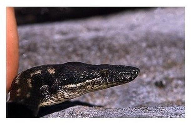 V. Reptilia sensu lato-06. Squamata-III. Scolecophidia та Henophidia ...