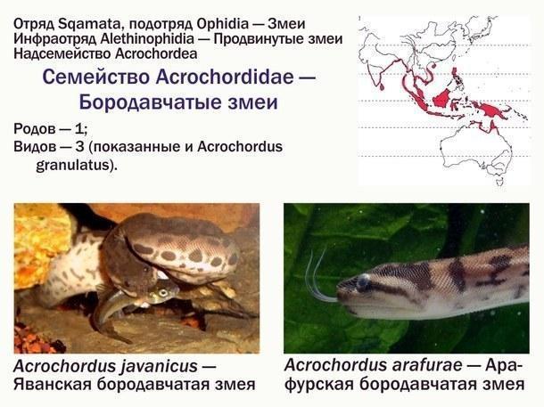 V. Reptilia sensu lato-06. Squamata-III. Scolecophidia та Henophidia ...